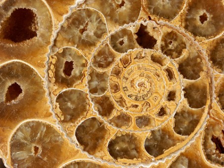 Spirals in nature - robertharding